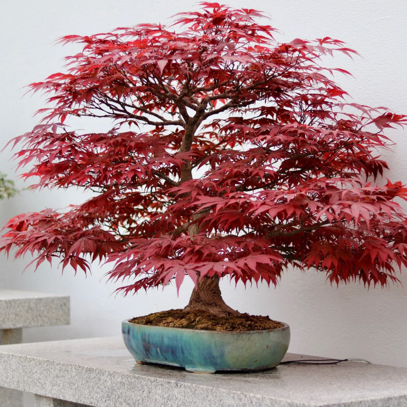 Plant Talks Red Japanese Maple Bonsai Plant Seed Bloodgood Ornamental ...