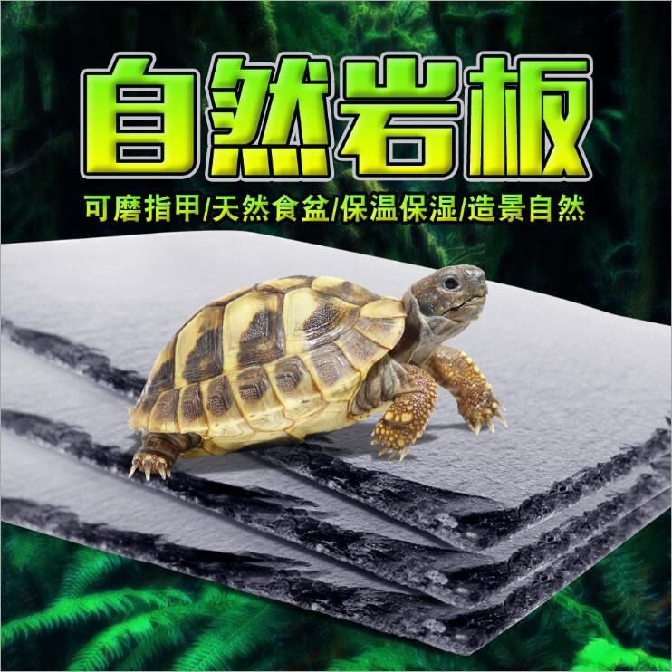 Reptilian guardian lizards help molting food basin rock slate food ...