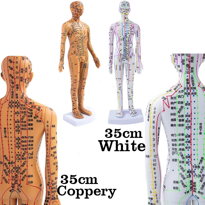 Human Body Acupuncture Model Female/Male Meridians Model Chart Book ...