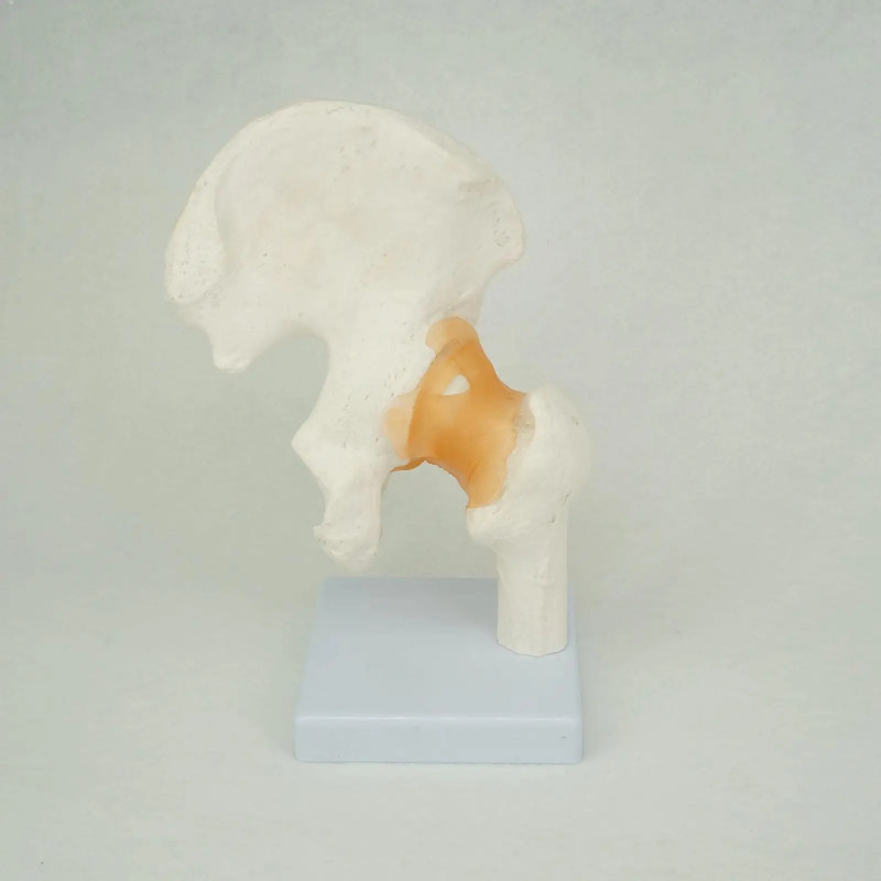 PVC Life Size Anatomical Hip Joint Model Human Skeleton Medical Anatomy ...