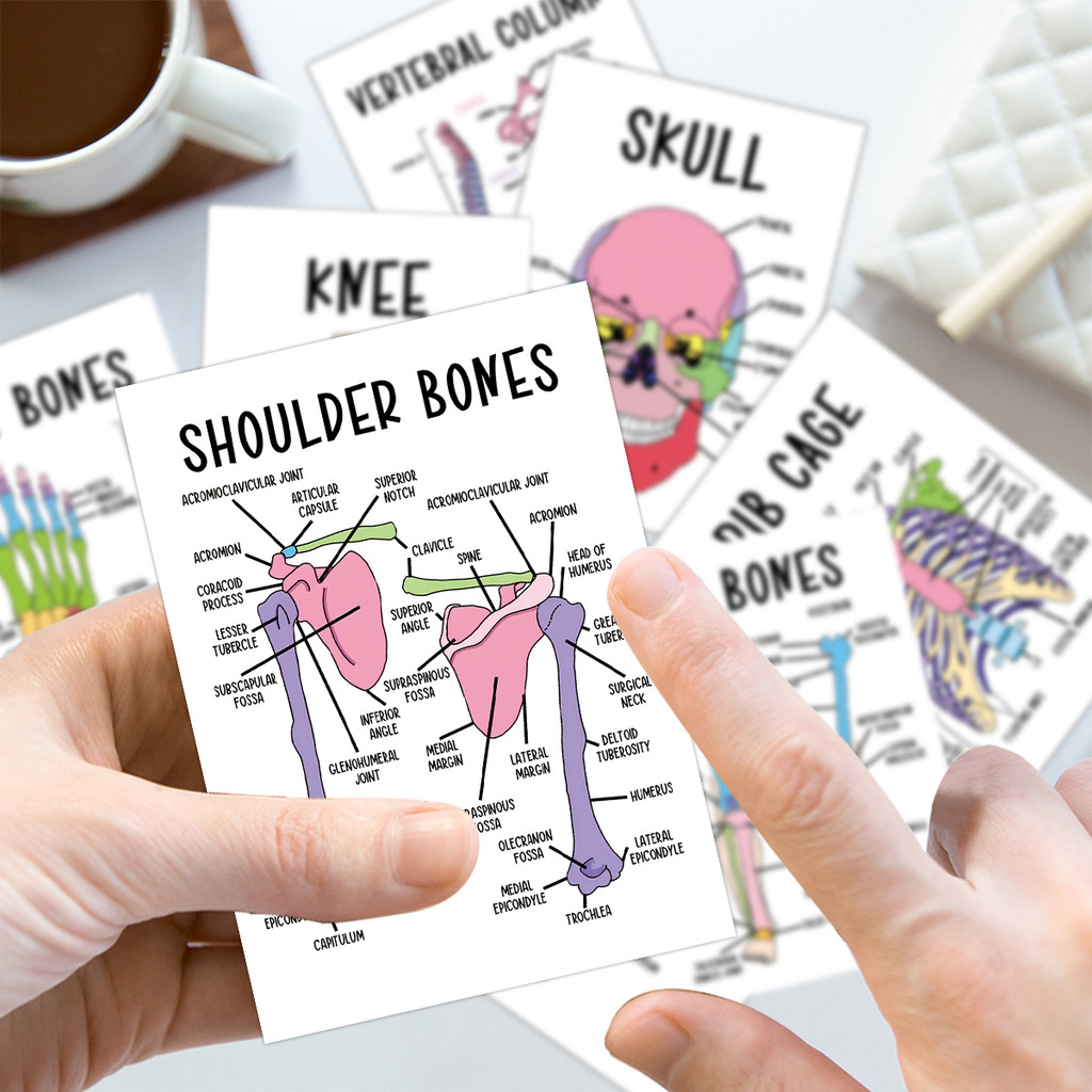 12 Pcs Human Anatomy Flash Cards - Bone Structure, Hand, Foot, Knee ...