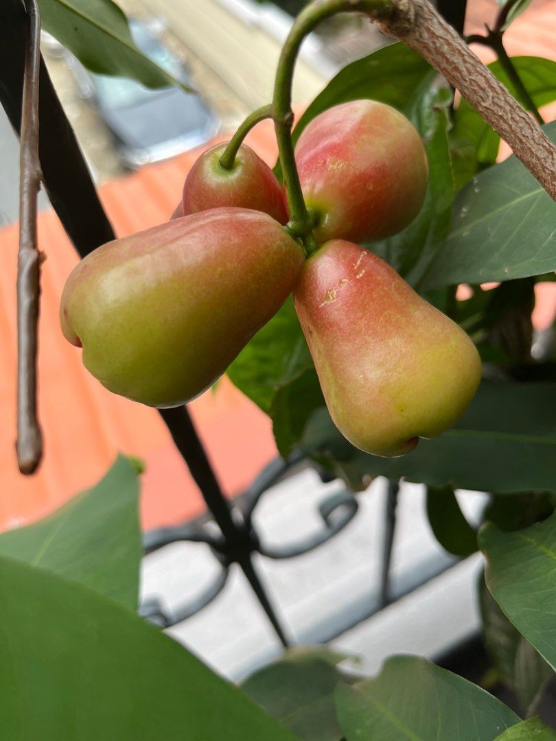 Syzygium aqueum plant in pot (Jambu Air, ⽔翁) – 0.7 to 0.9m Height ...