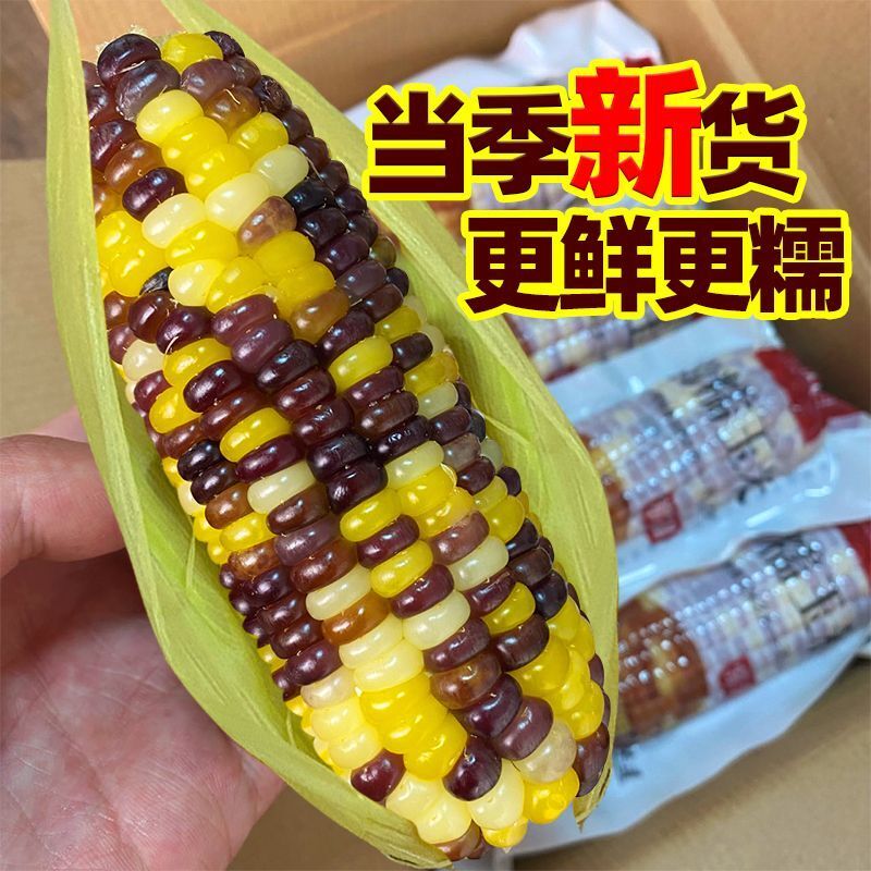 「Nibz」 200gx2Pcs Fresh Colorful Glutinous Corn Instant Cornstalks ...