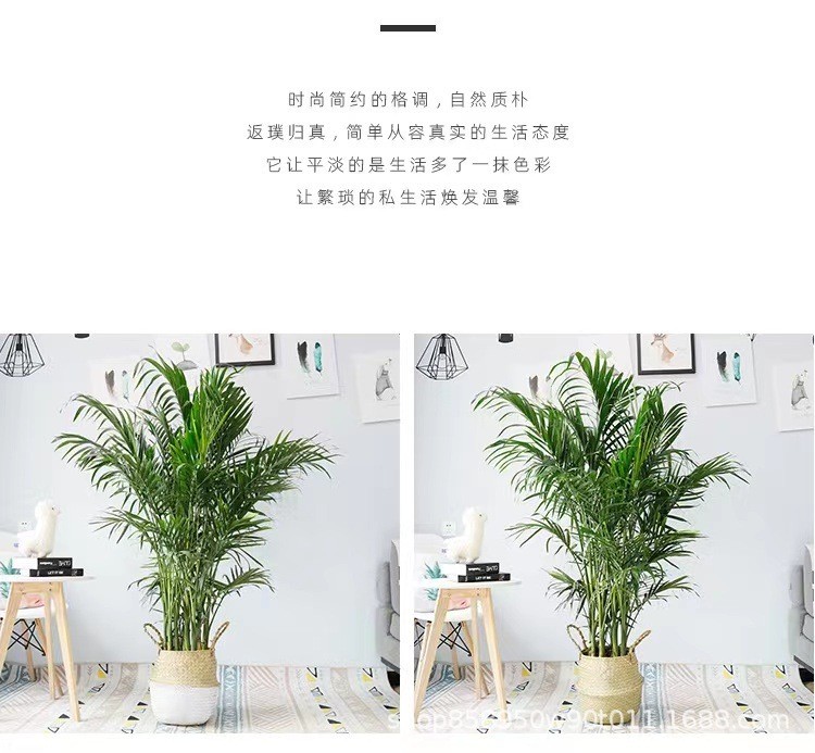 Large Green Plant of Anthurium Phoenix Tail Bamboo Miniature Coconut ...