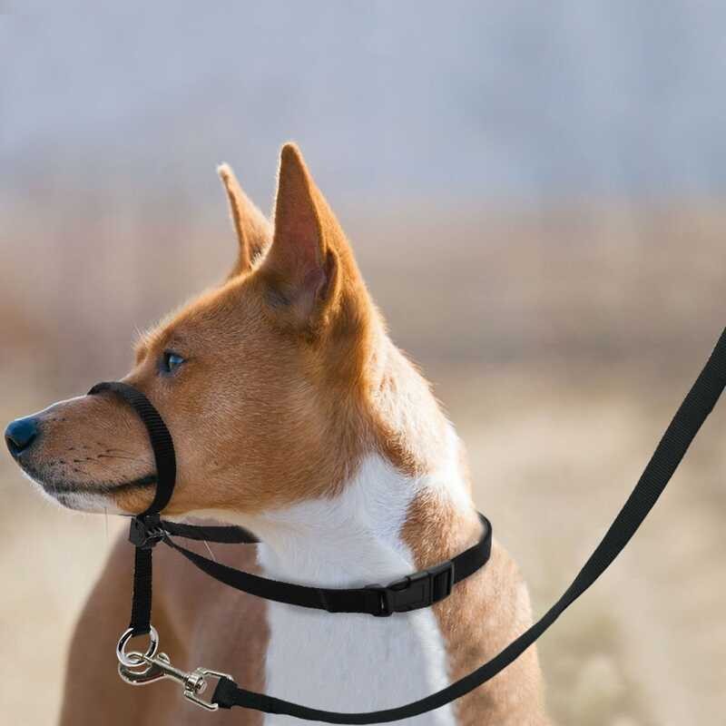 Easywalk Dog Explosion-Proof Punch Mouth Head Nose Leash Gentle leader ...