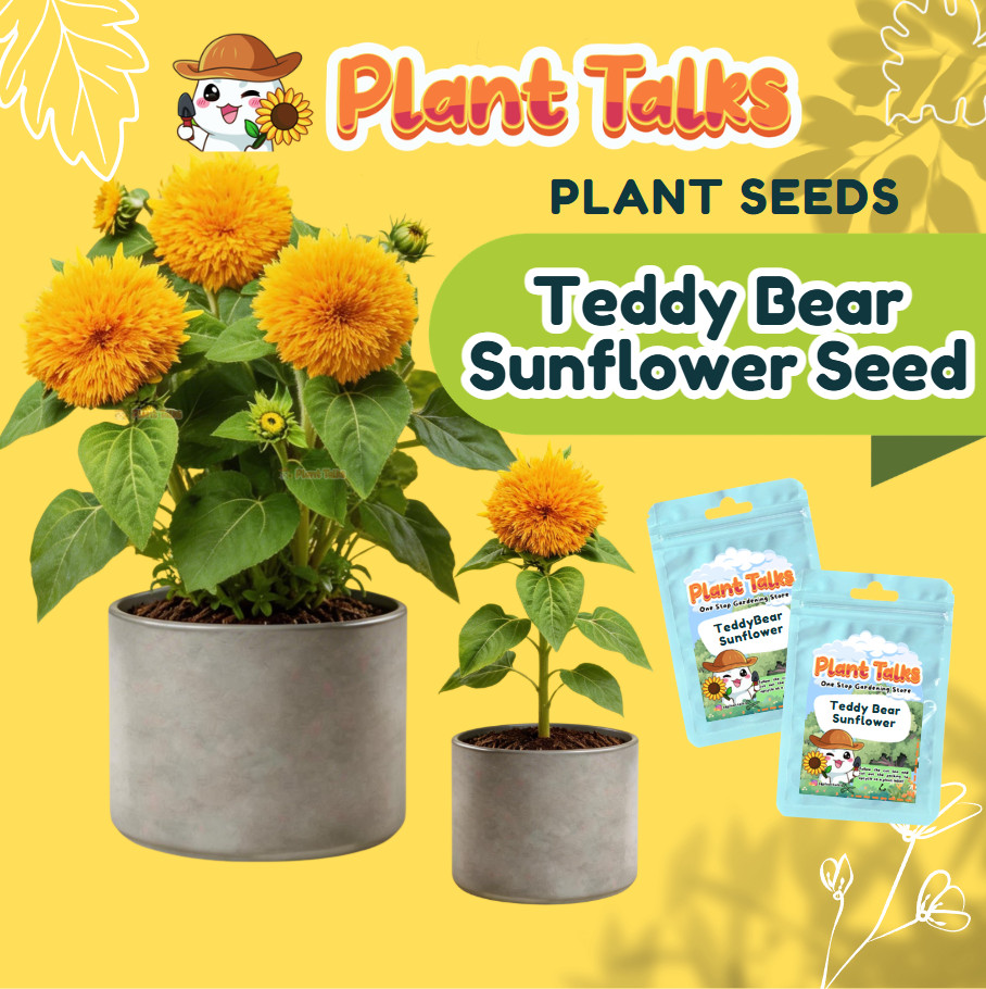 Plant Talks Dwarf Teddy Bear Sunflower Seed Mini Sun Flower Seeds ...