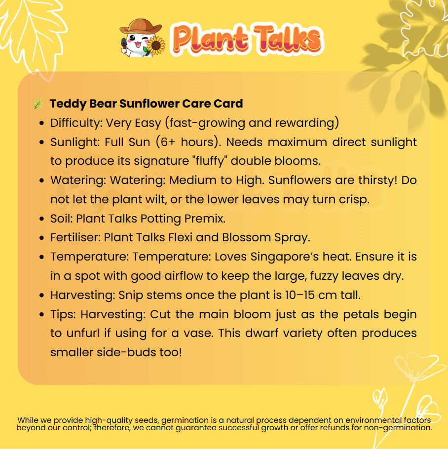 Plant Talks Dwarf Teddy Bear Sunflower Seed Mini Sun Flower Seeds ...