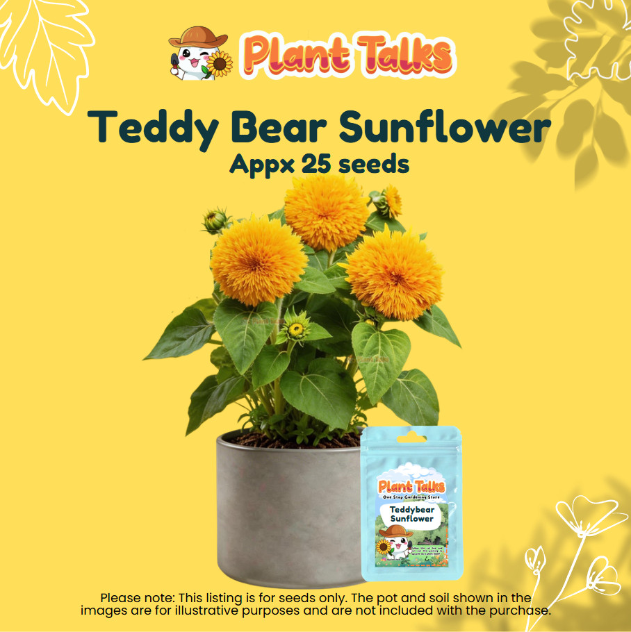 Plant Talks Dwarf Teddy Bear Sunflower Seed Mini Sun Flower Seeds ...
