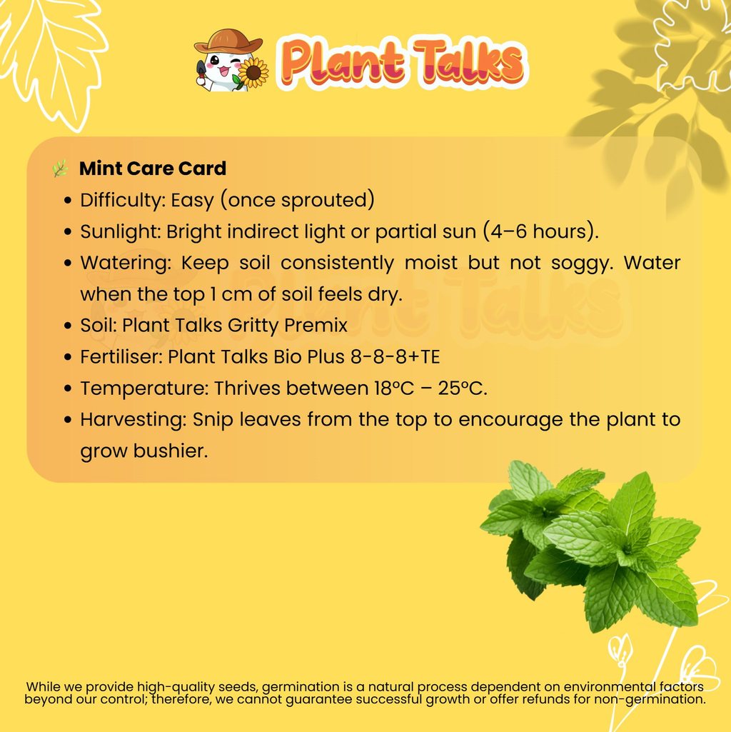 Plant Talks Mint Plant Seeds Menta Arvensis Seed Organic Edible Herbs ...