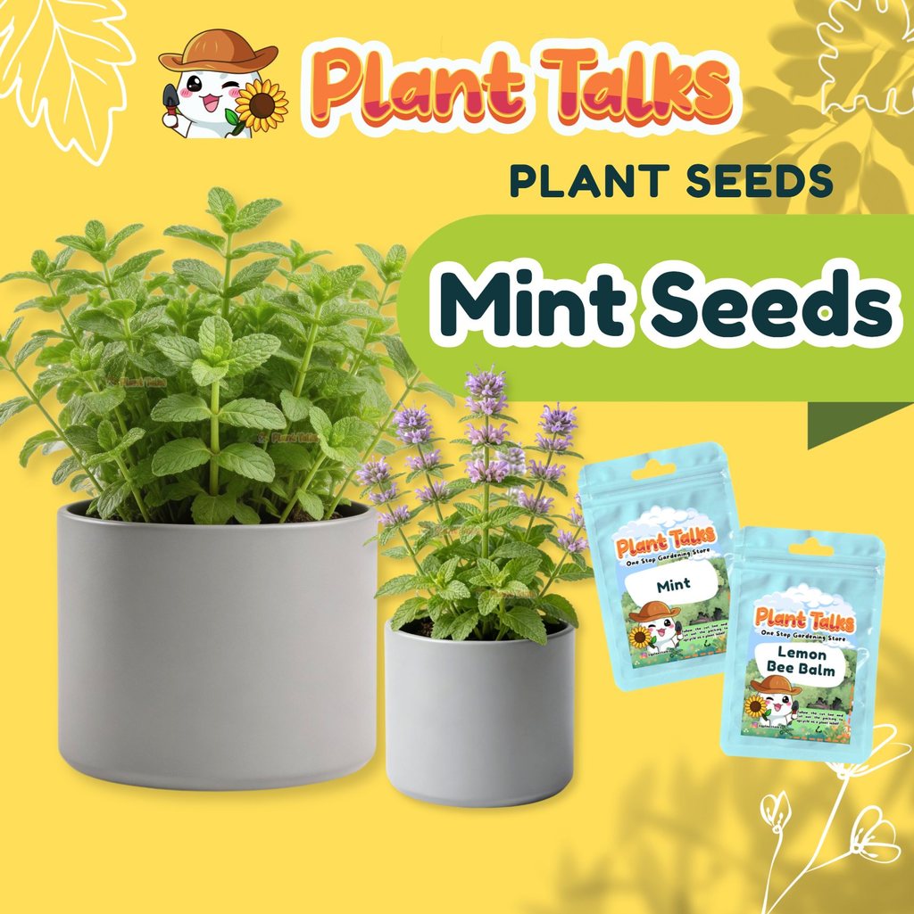 Plant Talks Mint Plant Seeds Menta Arvensis Seed Organic Edible Herbs ...