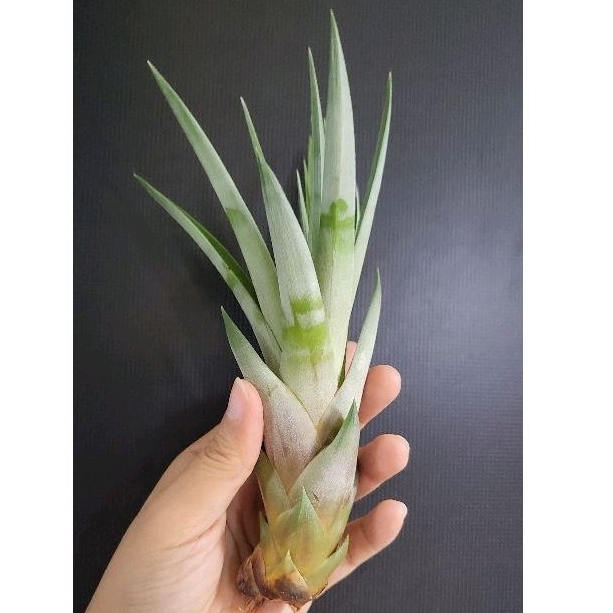 airplant Fasciculata tropiflora, tillandsia air plant. | Shopee Singapore