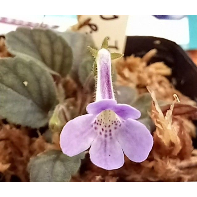 Micro sinningia mary jane's pixie | Shopee Singapore