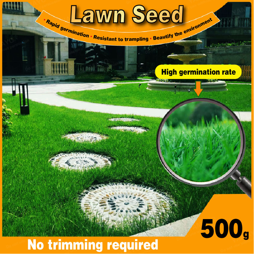 Lawn Grass Seeds || Bermuda Chinese Cynodon Dactylon || High Quality ...
