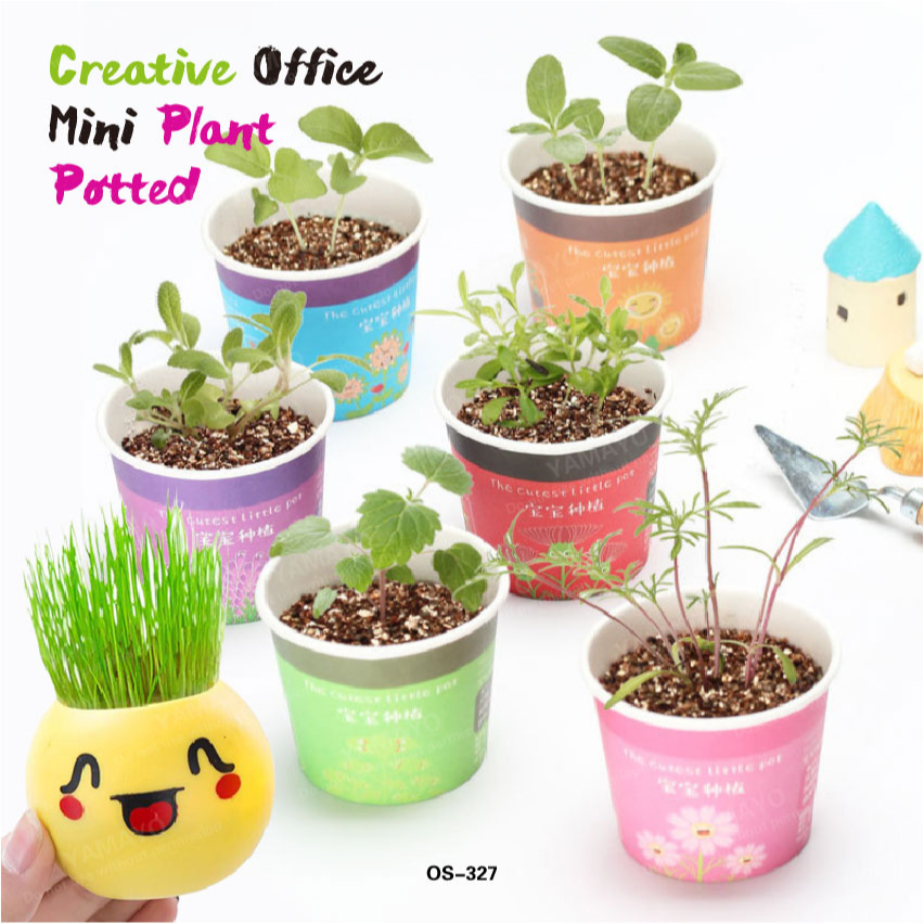 Creative Mini Grass Plant Potted || Green Grass Planted Grass ...