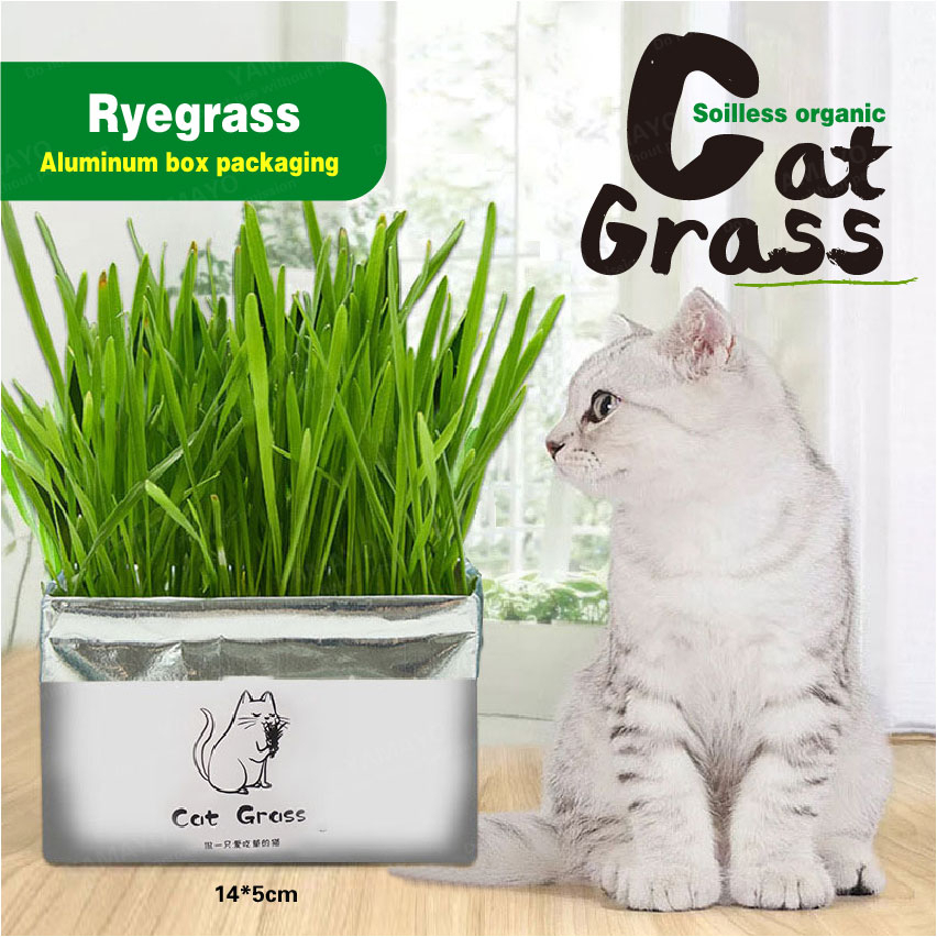 Natural Cat Grass Plant Kit DIY Cat Grass||Soil-less Fast Grow Rye ...