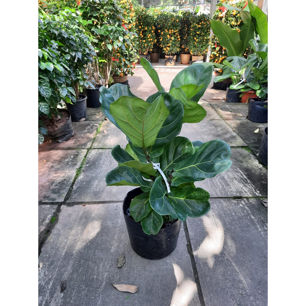 Ficus Lyrata (Single Stem)/Fiddle-leaf fig/Indoor Plants/House plants ...