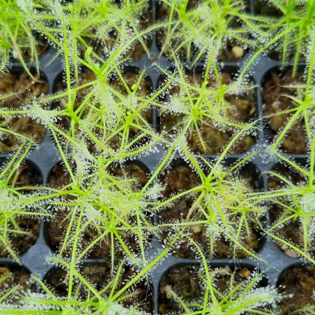 Drosera indica sundew (5.5cm pot) | Shopee Singapore