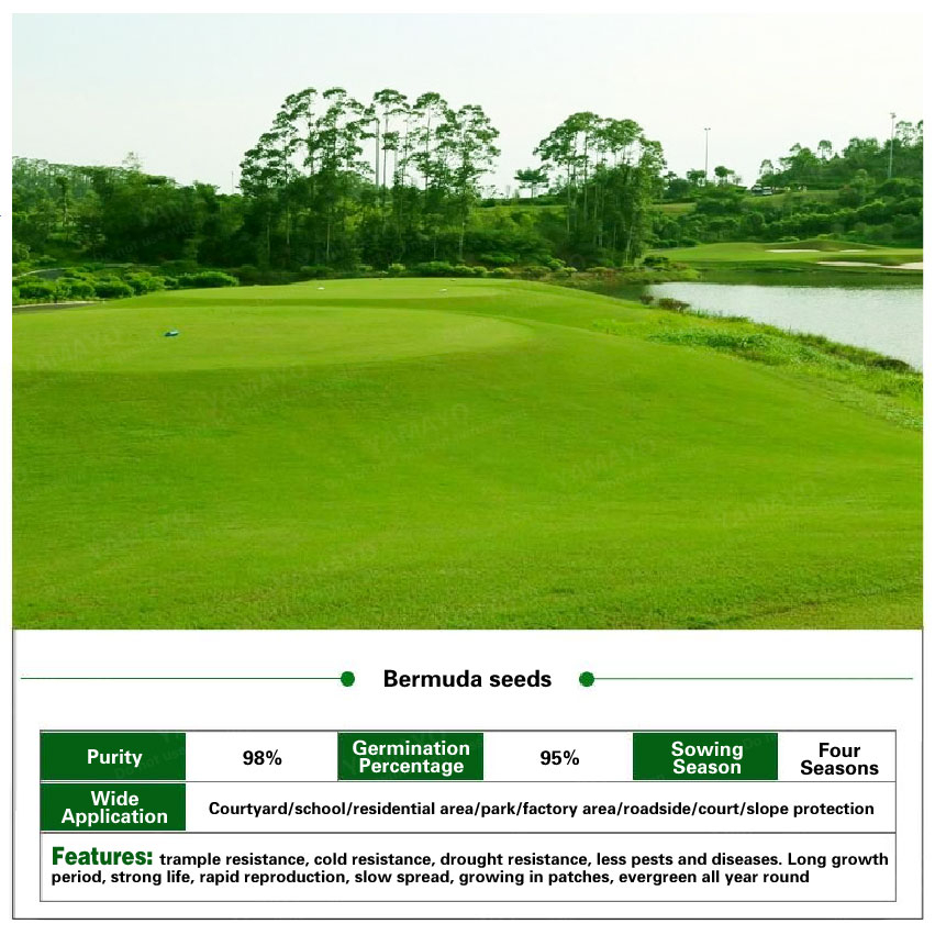 Lawn Grass Seeds || Bermuda Chinese Cynodon Dactylon || High Quality ...