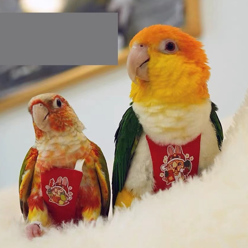 CNY Parrot Diaper Bird Clothes Cockatiel Conure Harness Rope Flight ...