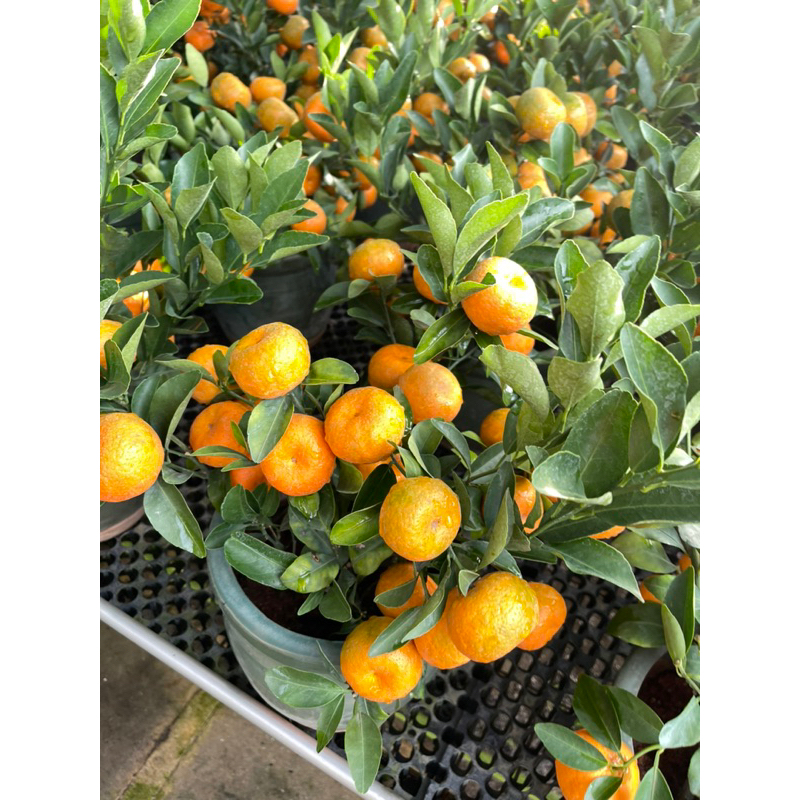 Mandarin Orange Various Height for CNY collection | Shopee Singapore