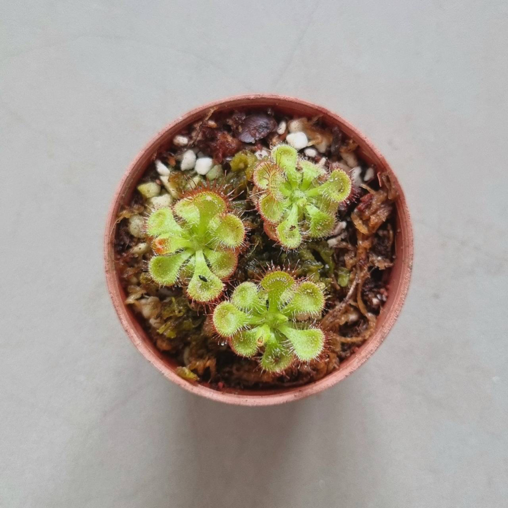 Drosera burmannii sundew (5.5cm pot) | Shopee Singapore