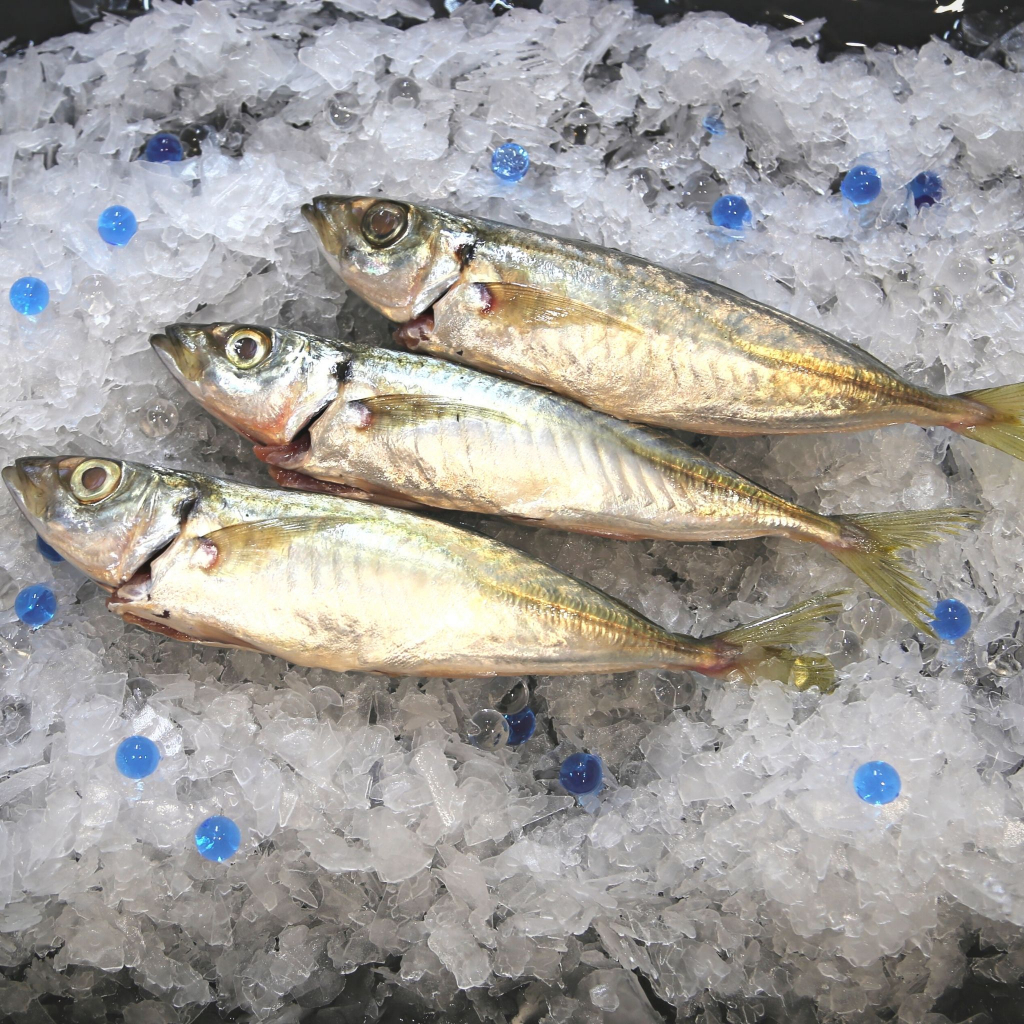 Fresh Sardine (Diao Jing) [300g] | Shopee Singapore