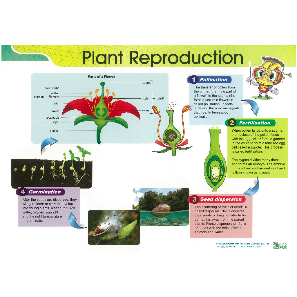 Young Scientists Syllabus poster - Plant Reproduction | Shopee Singapore