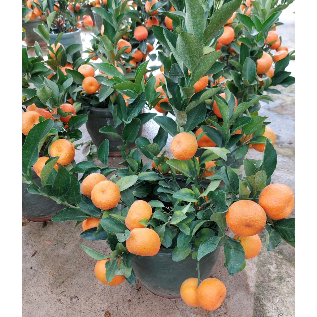 CNY Best Price Wholesale Chinese New Year Auspicious Lucky Mandarin ...