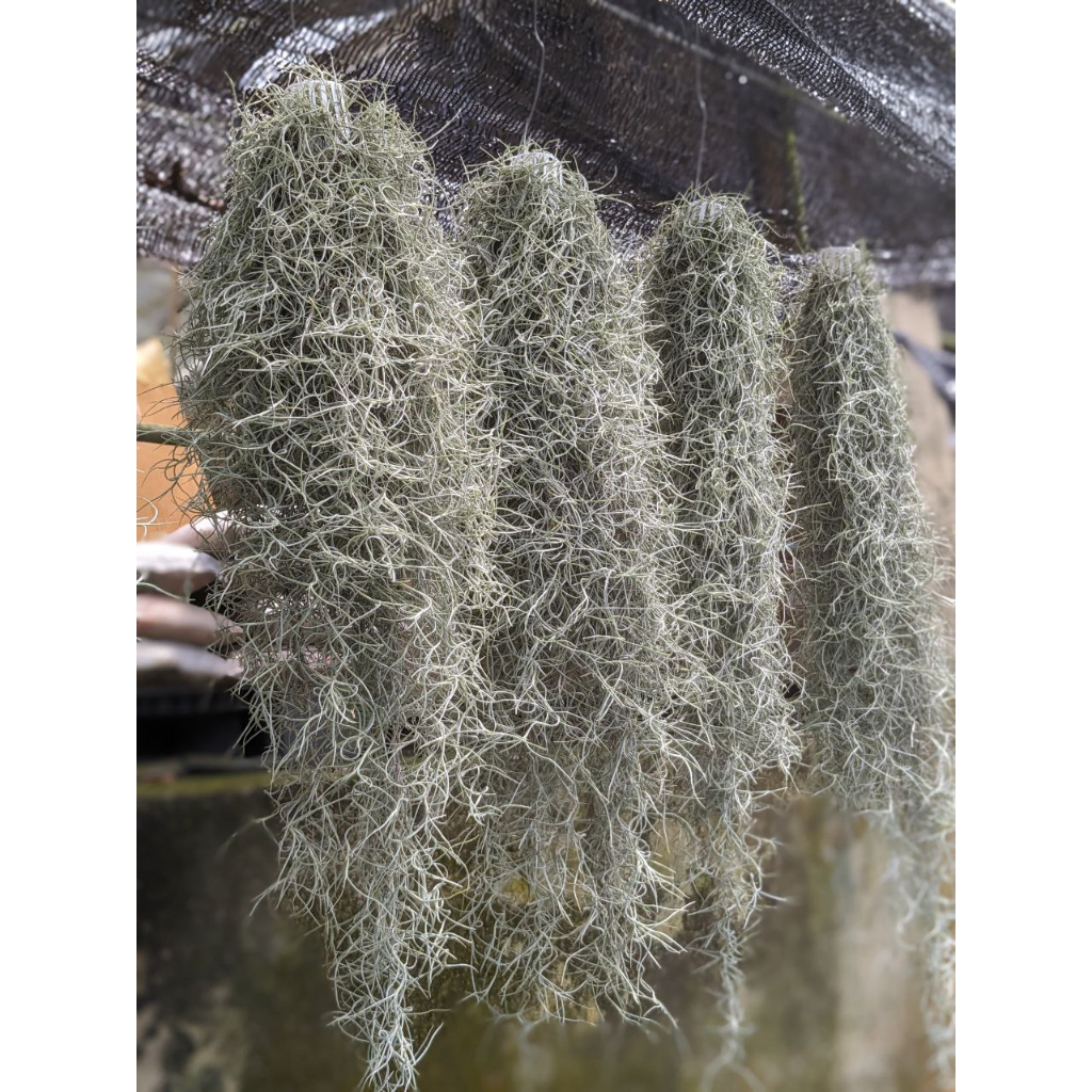 String of Spanish Moss - Beautiful and Wild Looking Easy Care Plant ...