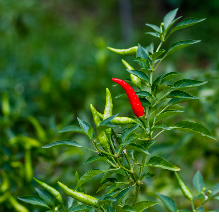 Chili Plant Chilli Padi Edible Potted Herbs P150 | Shopee Singapore