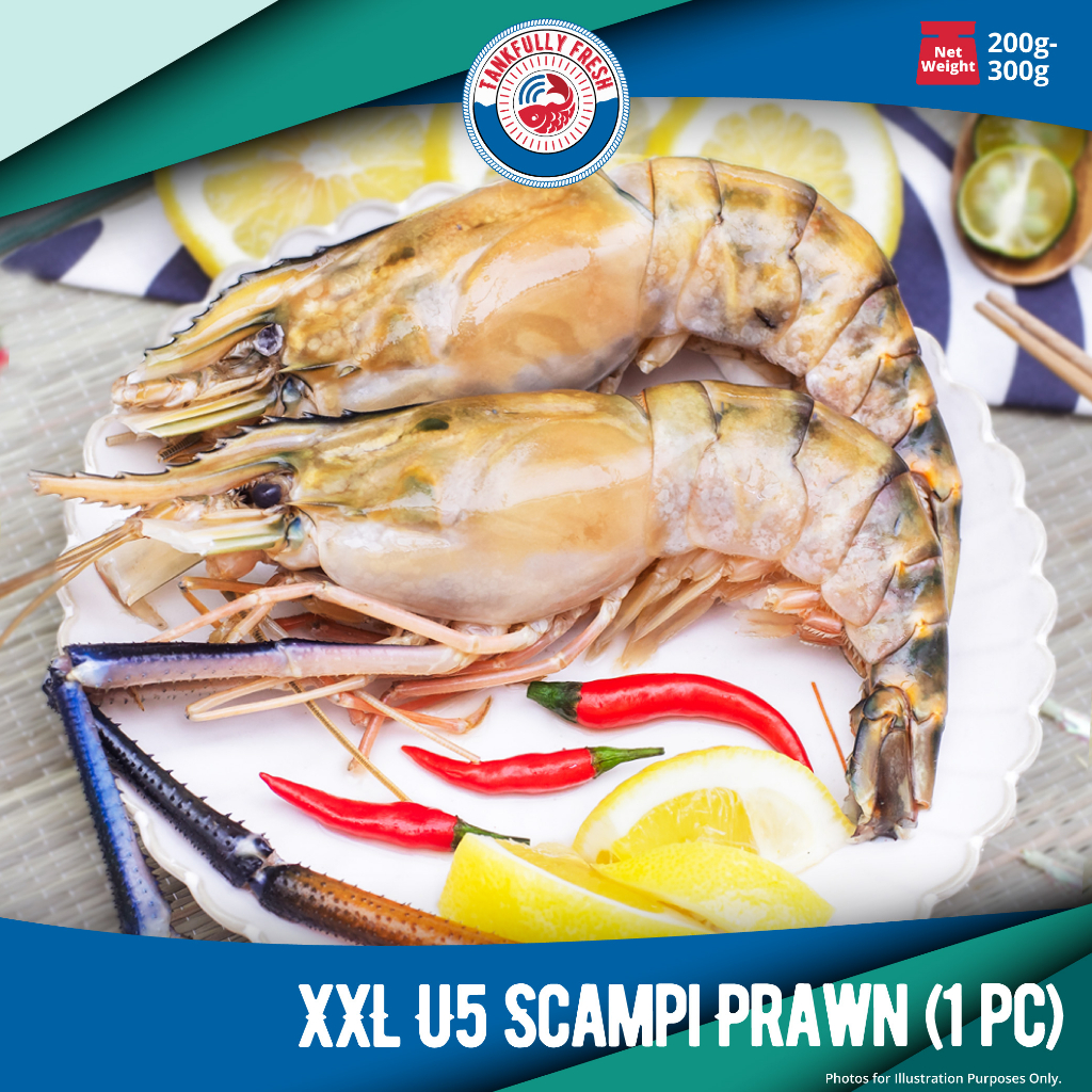 [Tankfully Fresh] New 1 Piece XXL Scampi / India Freshwater Prawn 冰冻淡水虾 ...