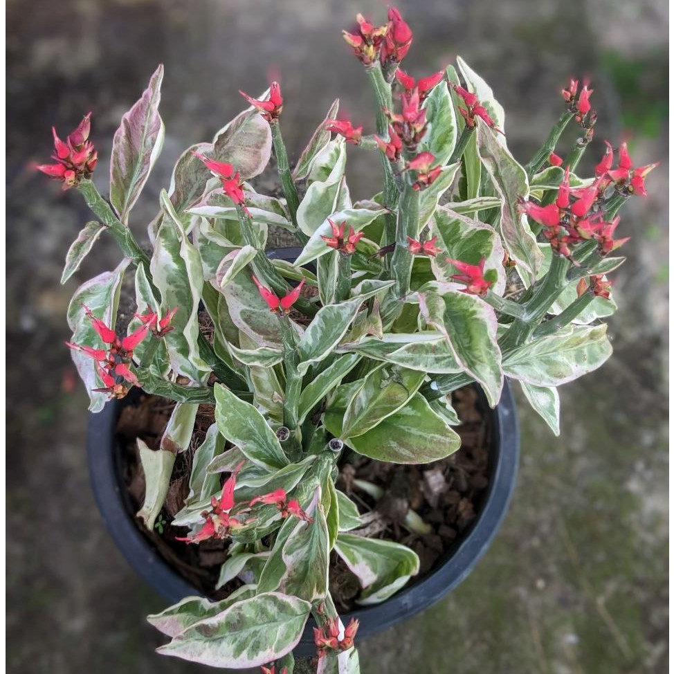 Variegated Pedilanthus Tithymaloides - Beautiful, Multi-Colour Fuss ...