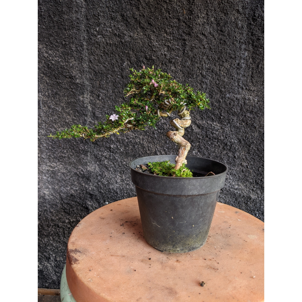 Bonsai Serissa Micro (33300) | Shopee Singapore