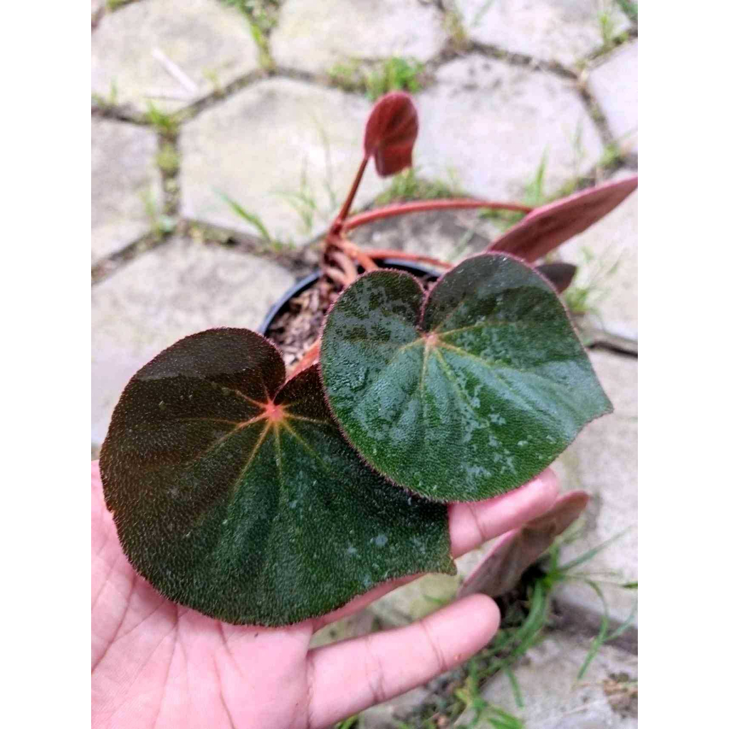 Sindo - Plant Begonia Red Carpet Plant Begonia Red Carpet | Shopee ...