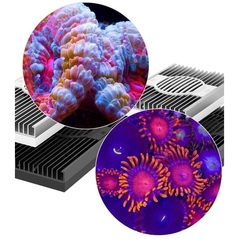 AQUA ILLUMINATION AI HYDRA 32HD MARINE LED LIGHTING (WHITE/ BLACK ...