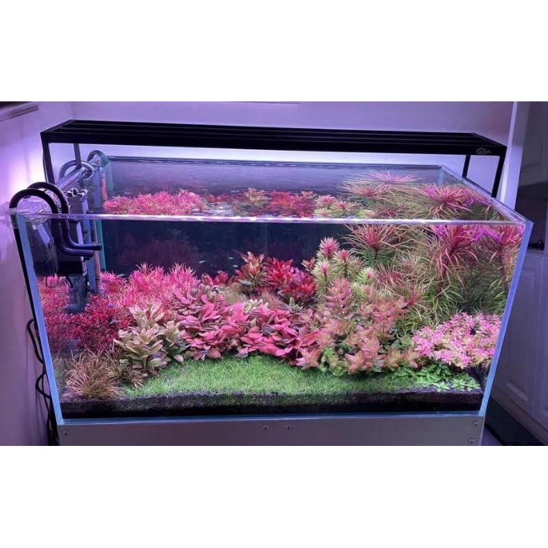 Crystal clear glass fish tank (New) | Shopee Singapore