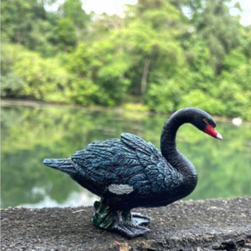 [SG Ready Stock] Black Swan Life Cycle Toy | Shopee Singapore