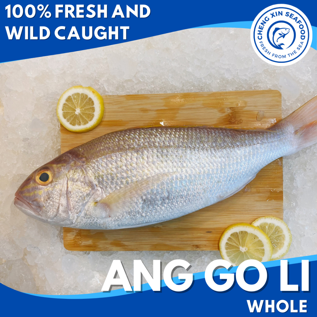 [Cheng Xin Seafood] Ang Go Li White Snapper 红哥里鱼 (1KG) | Shopee Singapore