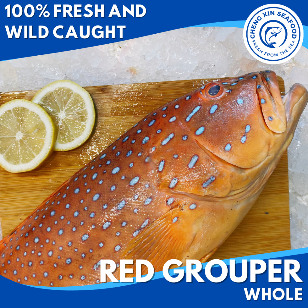 [Cheng Xin Seafood] Wild Caught Red Grouper Whole Fish 红斑鱼 (500g-600g ...