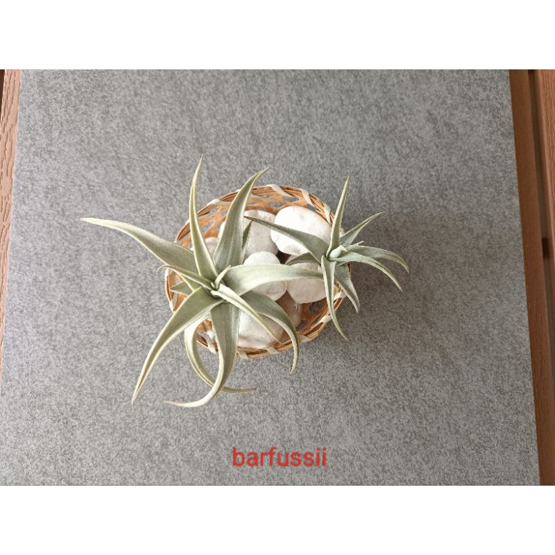 Air plant /Tillandsia/barfussii/超稀有大白鹅Nice gift | Shopee Singapore