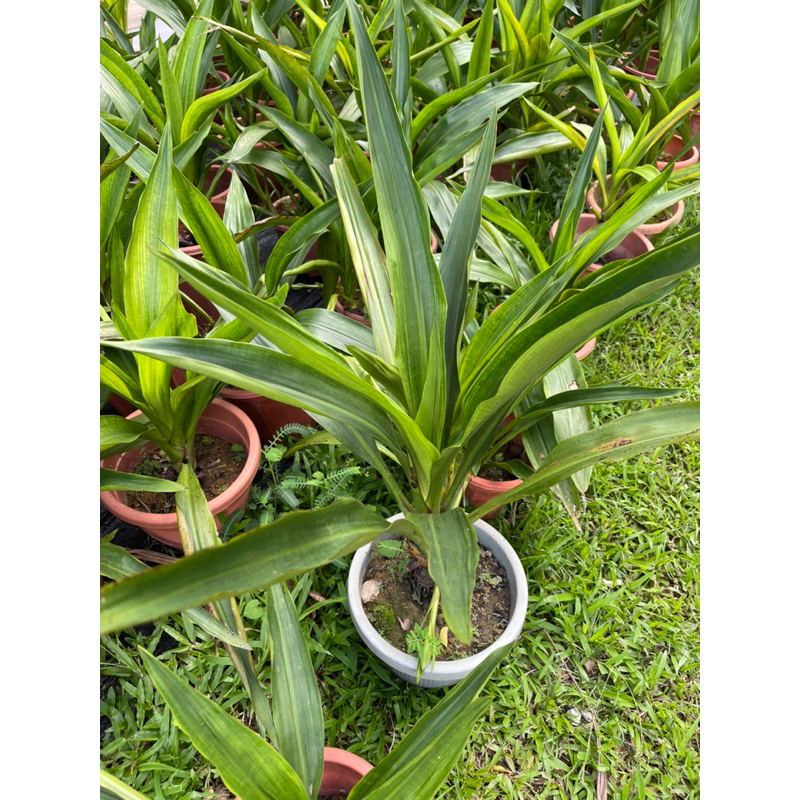 Hanguana Malayana (Common Susum, Bakong Rimba) real live plant free ...
