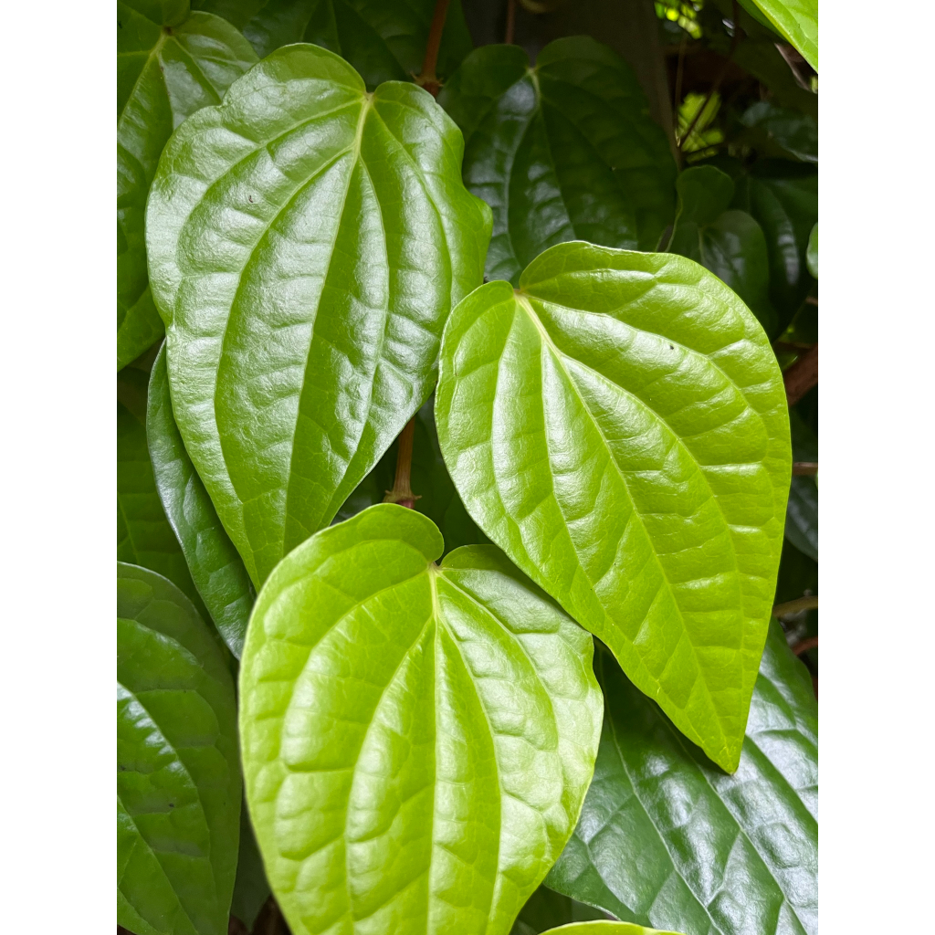 🇸🇬 Betel leaf or Vertillai or Indian Pan leaves or Daun Sirih plant.- 2 ...