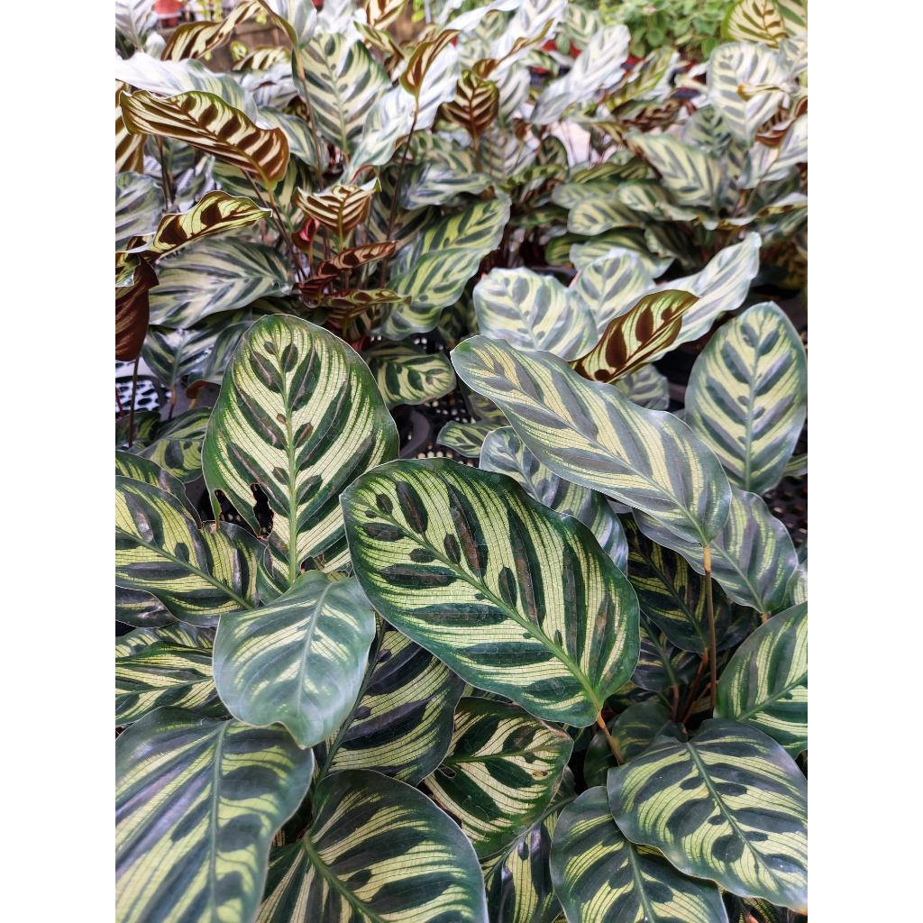 Calathea Makoyana Peacock Plant Indoor House Home Potted Plant | Shopee ...