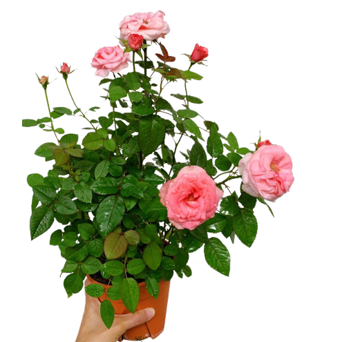 Miniature Rosa, Mini Rose Baby Pink (0.4mH, in pot of 10.5cm diameter ...