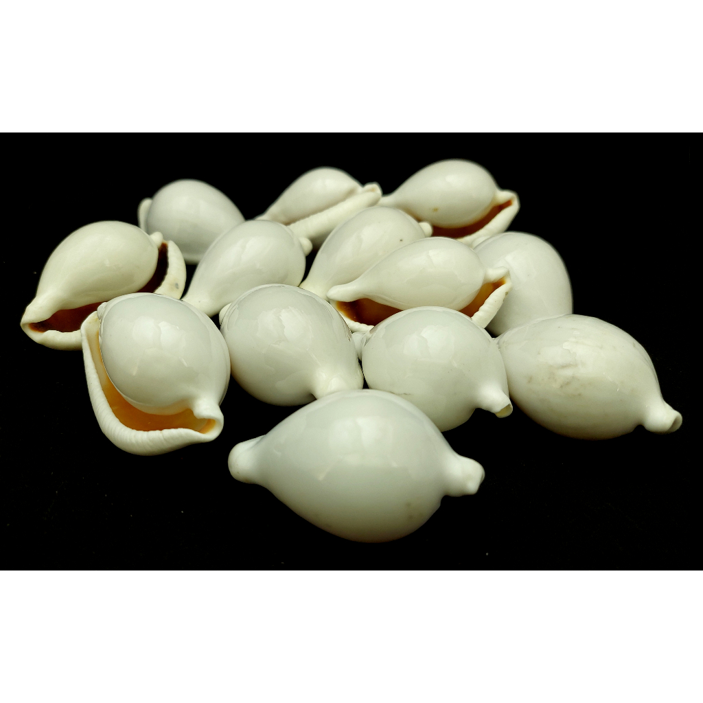 Egg cowrie Ovula ovum Natural Sea shells Beach home Nautical Coastal ...