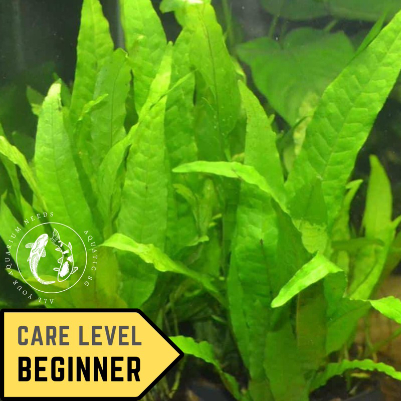 SG READY STOCK | [CHEAPEST] Java Fern (Tie on Wood) Microsorum Pteropus ...