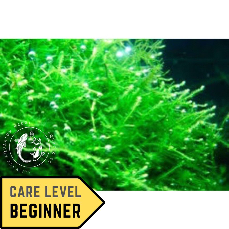 SG READY STOCK | Java Moss Mini Pelia US Fissiden Thai Fissiden Moss ...