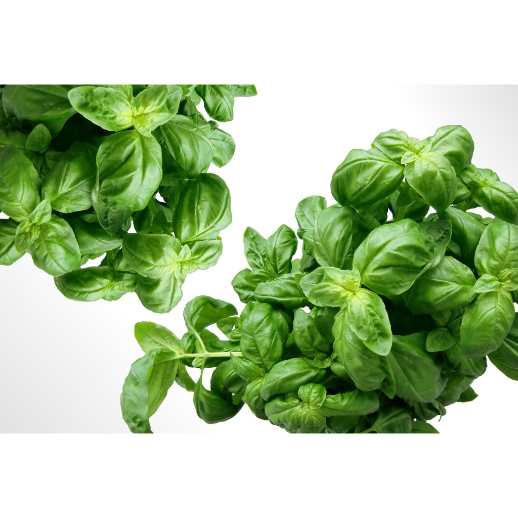 Fresh Italian Basil 50G | Shopee Singapore