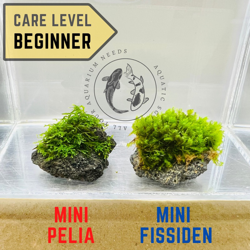 SG READY STOCK | Rock with Mini Pelia/Mini Fissiden Matured Beautiful ...