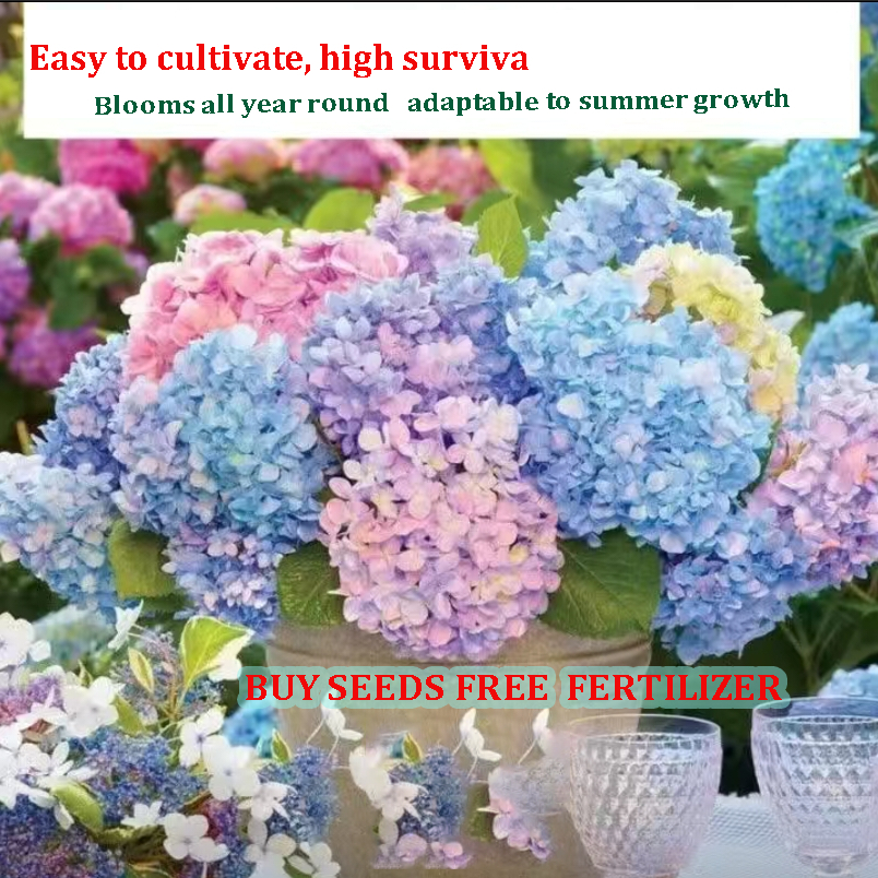 【Free fertilizer】High Quality Hydrangea Seeds flower Easy to cultivate ...